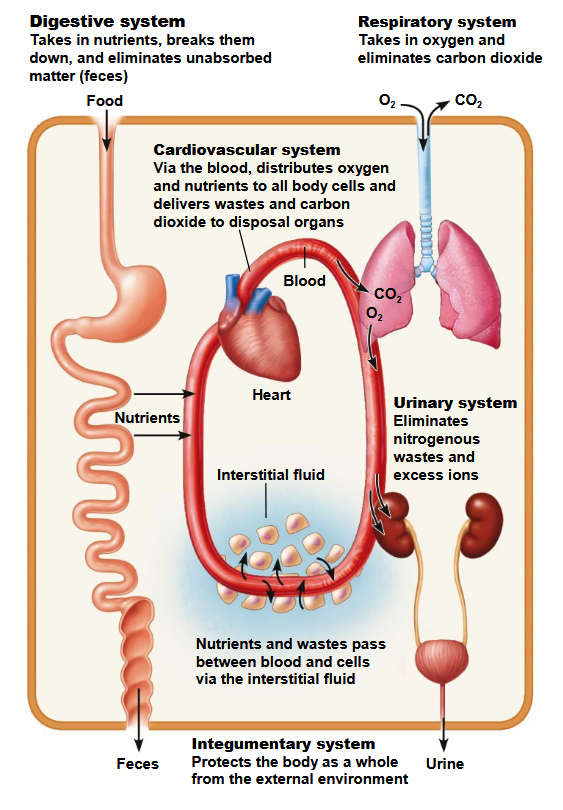 Physiology Lecture Unit 1